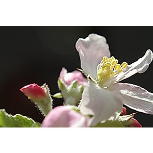 Apple Tree | Seed Grow Kit | The Jonsteen Company