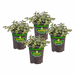 Bonnie Plants Peppermint Live Edible Aromatic Herb Plant - 4 Pack, Pet Friendly, Low Light, Part Shade