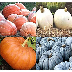 Big Pack (80-90+) Dill Atlantic Giant, Casper White, Cinderella Rouge VIF D'Etampes, & Jarrahdale Blue Pumpkin Seeds - Non-GMO Seeds by MySeeds.Co (Big Pack - Pumpkin Mix II)