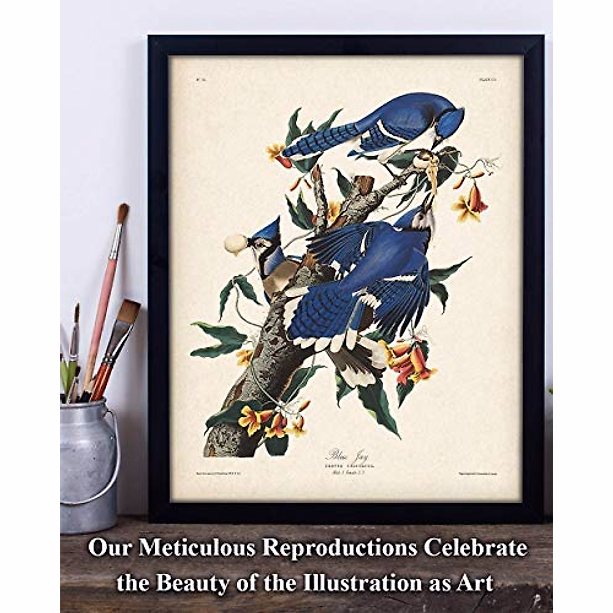 Blue Jays - 11x14 Unframed Art Print - Great Home Decor and a Great Gift for Bird Watchers Under $15