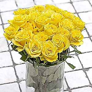 Fresh Cut 24 Yellow Roses - Fresh from the Farm Yellow Rose Bouquet – Hand-Selected Long-Lasting Gift and Home Decor Perfect Fresh Flowers |20" Long Stems No Vase-2 Dozen | Flowers Gift