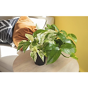 Live Pothos Plants (4PK) Indoor Plants Live Houseplants, Pothos Live Plant House Plants Indoors Live Plants, Money Plant Indoor Pothos Plant Decor, Devils Ivy Trailing Plants Live by Plants for Pets