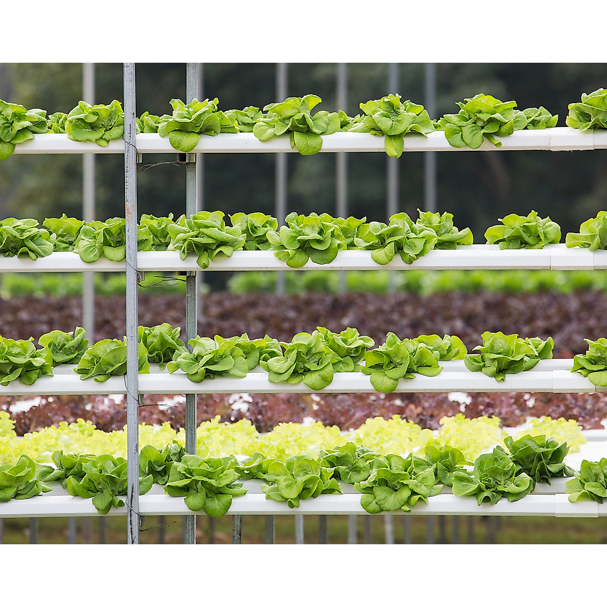 Lettuce Seeds for Planting - Plant & Grow Buttercrunch Lettuce Indoor/Outdoor Hydroponic Home Vegetable Gardens - 500 Heirloom Non GMO Seeds per Packet with Instructions, 1 Packet