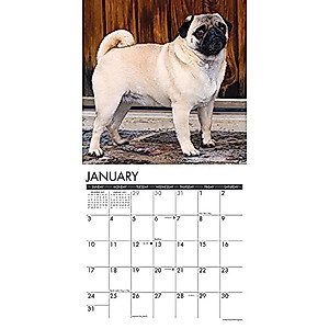 Just Pugs 2021 Wall Calendar (Dog Breed Calendar)