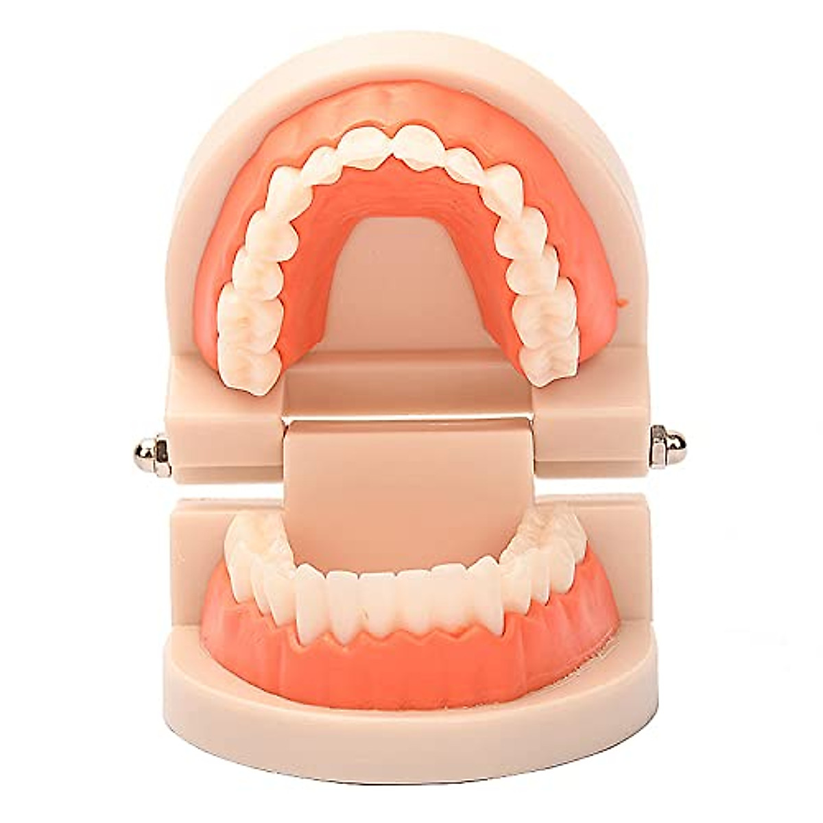 Standard Teeth Model, YOFAN Kids Dental Teaching Study Supplies Adult Standard Typodont Demonstration Teeth Model(Without Wisdom Teeth) (Convenient Design,No Need for Wrenches)