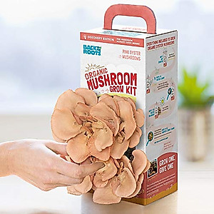 Back to the Roots Organic Pink Mushroom Grow Kit, Harvest Gourmet Mushrooms In 10 Days