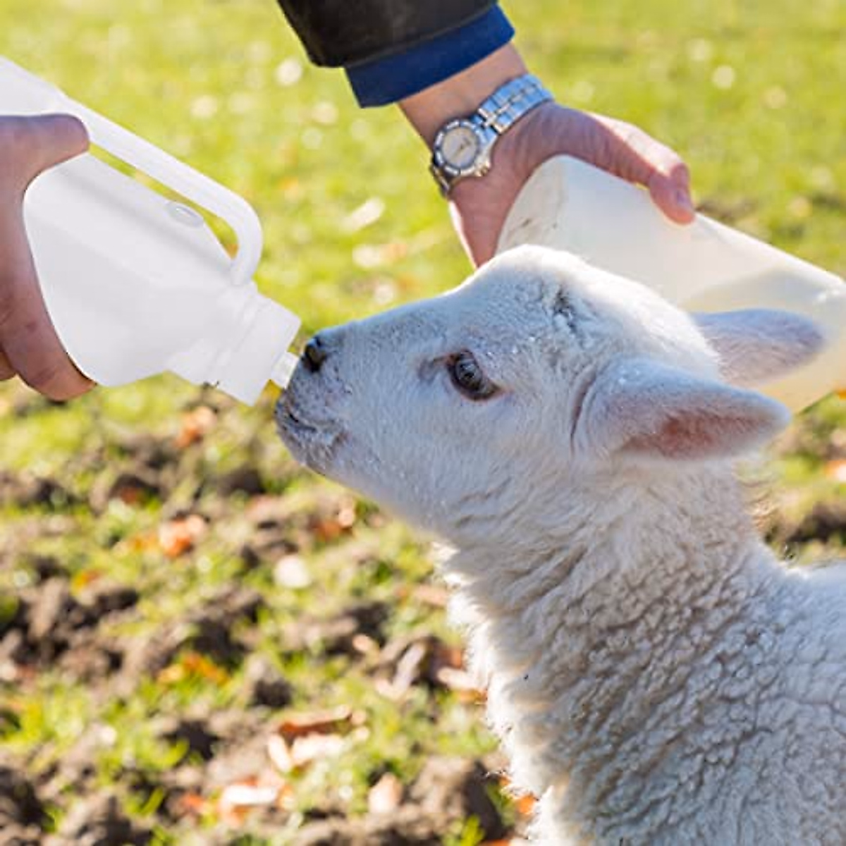 Tofficu Goat Feeding Milk Bucket Bottle Lamb Feeding Bottle with Nipples 850ml Livestock Drink Bottle Jug Goat Calf Milk Water Bottle for Farm Accessories Bottles