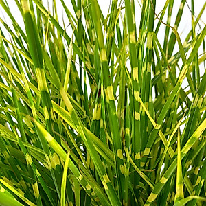Blooming & Beautiful - Porcupine Maiden Grass - Ornamental Grass - Stiff Spikey Green Quill-Like Foliage - Horizontal Golden Stripes - Zones 4-9 - Miscanthus sinensis 'Strictus' - 3 Gallon Pot