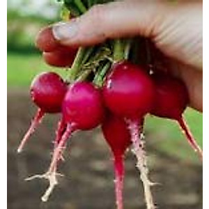 Cherry Belle Radish Seeds for Planting, 100+ Heirloom Seeds Per Packet, (Isla's Garden Seeds), Non GMO Seeds, Botanical Name: Raphanus sativus, Great Home Garden Gift