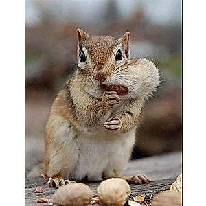 Wakefield Virginia Peanuts Bulk 45LB Bag Shelled Animal Peanuts for Squirrels, Birds, Deer, Pigs and a Wide Variety of Wildlife, Raw Peanuts/Bulk Nuts/Blue Jays/Cardinals/Woodpeckers