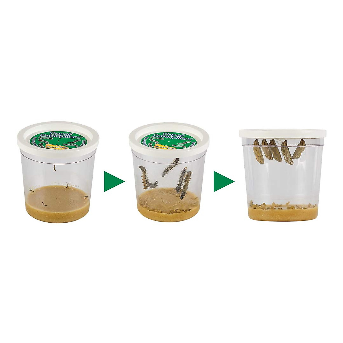 Butterfly Garden with Two Live Cups of Caterpillars - Includes Both English and Spanish Butterfly STEM Activity Journals