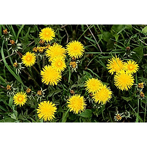 15000+ Pcs Dandelion Seeds Organic Real Herb Planting The Dandelion Seed