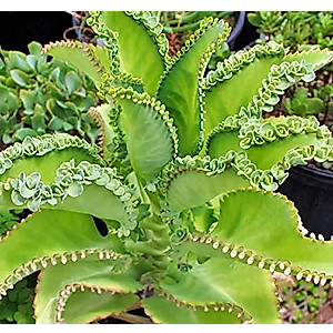 Cozy Garden / 3 Mother of Thousands / Medium Size / Live Plant / Bare Root