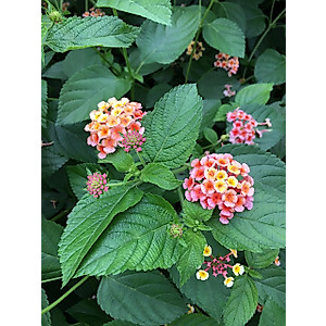 Lantana Camara Flowers - Two (2) Mixed Starter Live Plants - Not Seeds - Natural Mosquito Repellant Garden - Attract Hummingbirds & Butterflies - in 4 inch Pots