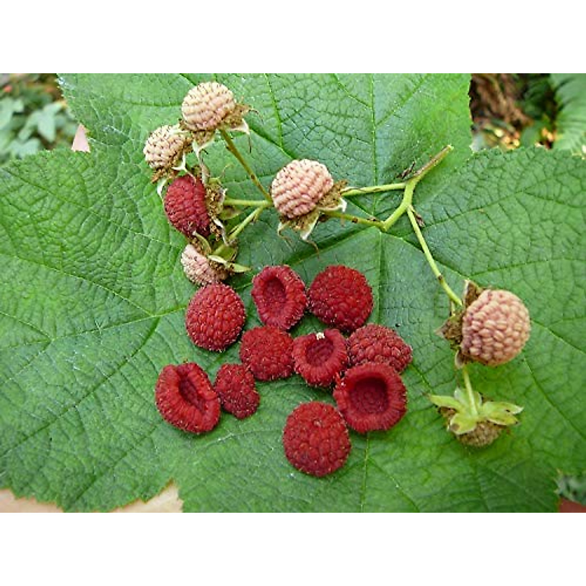 1142-Alaska Thimble Berry (Rubus parviflorus) Seeds by Robsrareandgiantseeds UPC0764425787679 Bonsai,Non-GMO,Organic,Historic Plants,Sacred, 1142 Package of 5 Seeds