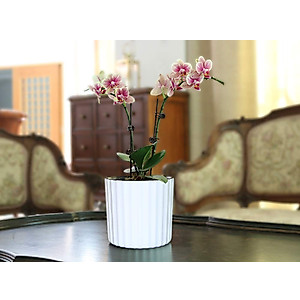 MUZHI Orchid Pot with Net and Holes, Round Self Watering Planter Pot for Indoor Plants and Flowers 3 Sets White