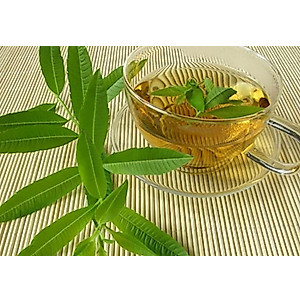 200-Lemon Verbena Seeds for Planting - (Aloysia Wrightii) -