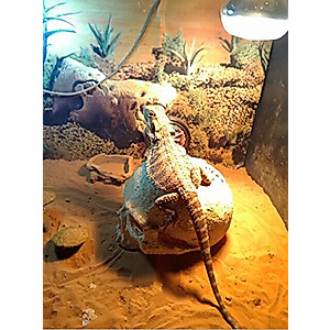 Hewnda Aquarium Decor Resin Artificial Head Skeleton Decoration - Aquarium Otaru Aquarium Decorative Cave Landscape Pet Reptile House