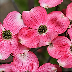 TriStar Plants - Flowering Dogwood Cherokee Brave - 1 Gallon, 4'ft Tall - Rooted Established Pot - ornus Florida 'Comco No. 1, Fast Growing Tree, Spring Flowers