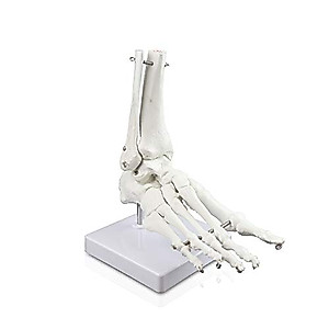 Vision Scientific VAJ211 Foot Skeleton Model (Right) | Shows Distal Portions of The Tibia and Fibula | Fully Articulated | Connected with Flexible Wire to Demonstrate Natural Movement
