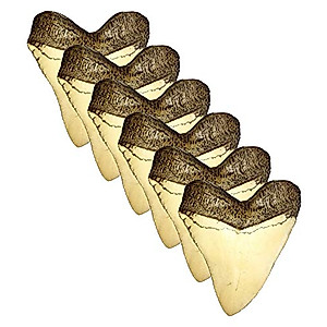 Universal Specialties Huge Realistic 5.5 Inch Carcharodon Megalodon Giant Shark Tooth Fossil Natural Colors Prehistoric Museum Quality Large Display Great Teeth for Kids or Collectors (Replica)