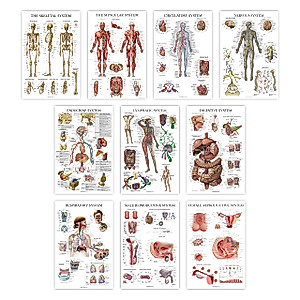 10 Pack - Anatomy Posters - Paper (Not Laminated) - Muscular, Skeletal, Digestive, Respiratory, Circulatory, Endocrine, Lymphatic, Male & Female Reproductive, Nervous System, Anatomical Charts 18"x24"