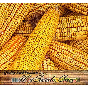 1 lb (1,600+ Seeds) Reid's Yellow Field Corn Seed (OP) Open pollinated Variety - Non-GMO Seeds by MySeeds.Co (1 lb Reid Yellow Corn)