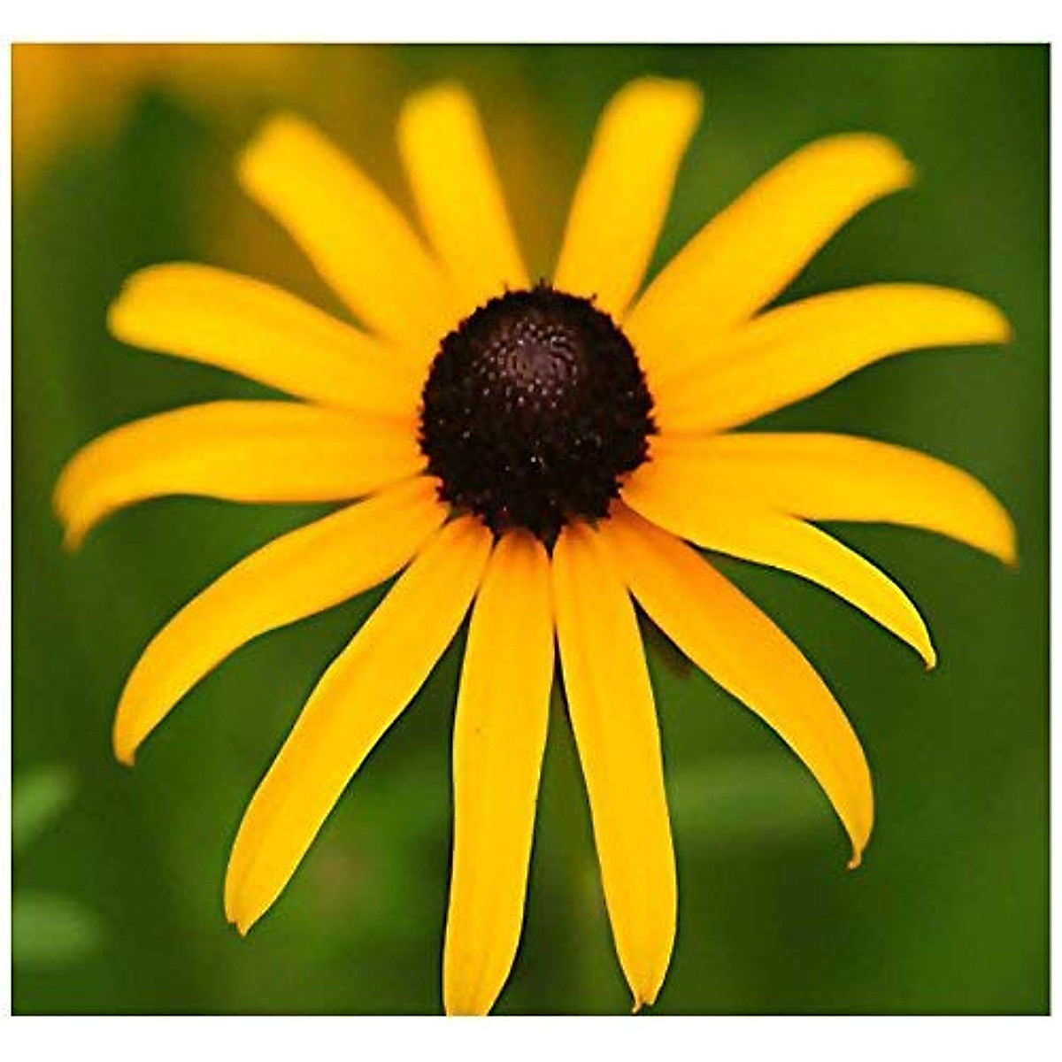 Big Pack - (100,000+) Black Eyed Susan Flower Seeds - Self Reseeds Rudbeckia hirta - Perfect Golden Cut Flowers - Flower Seeds by MySeeds.Co (Big Pack - Black Eyed Susan)