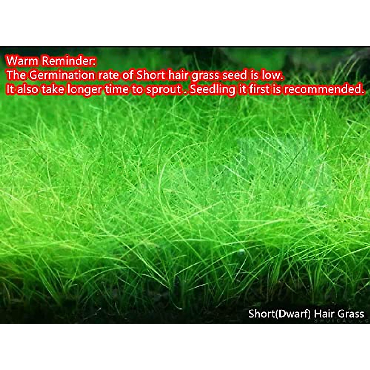 3 Fresh Water Live Plant Seeeds for Aquarium and Fish Tank, 3 Different Aquatic Plant Decor Water Grass Dwarf Mini Tiny Leaves Hair Grass Seeed (0.36ozTiny+0.36oz Long+0.36oz Short) qwe