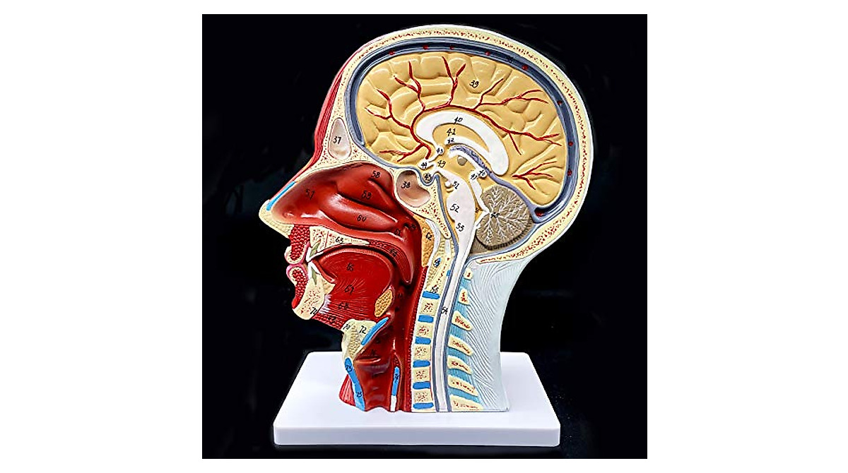 Life-Size Human Head Anatomical Model for Education