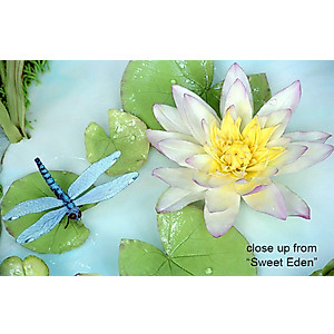 Dragonfly Wing Cutters (Set of 5) by WSA