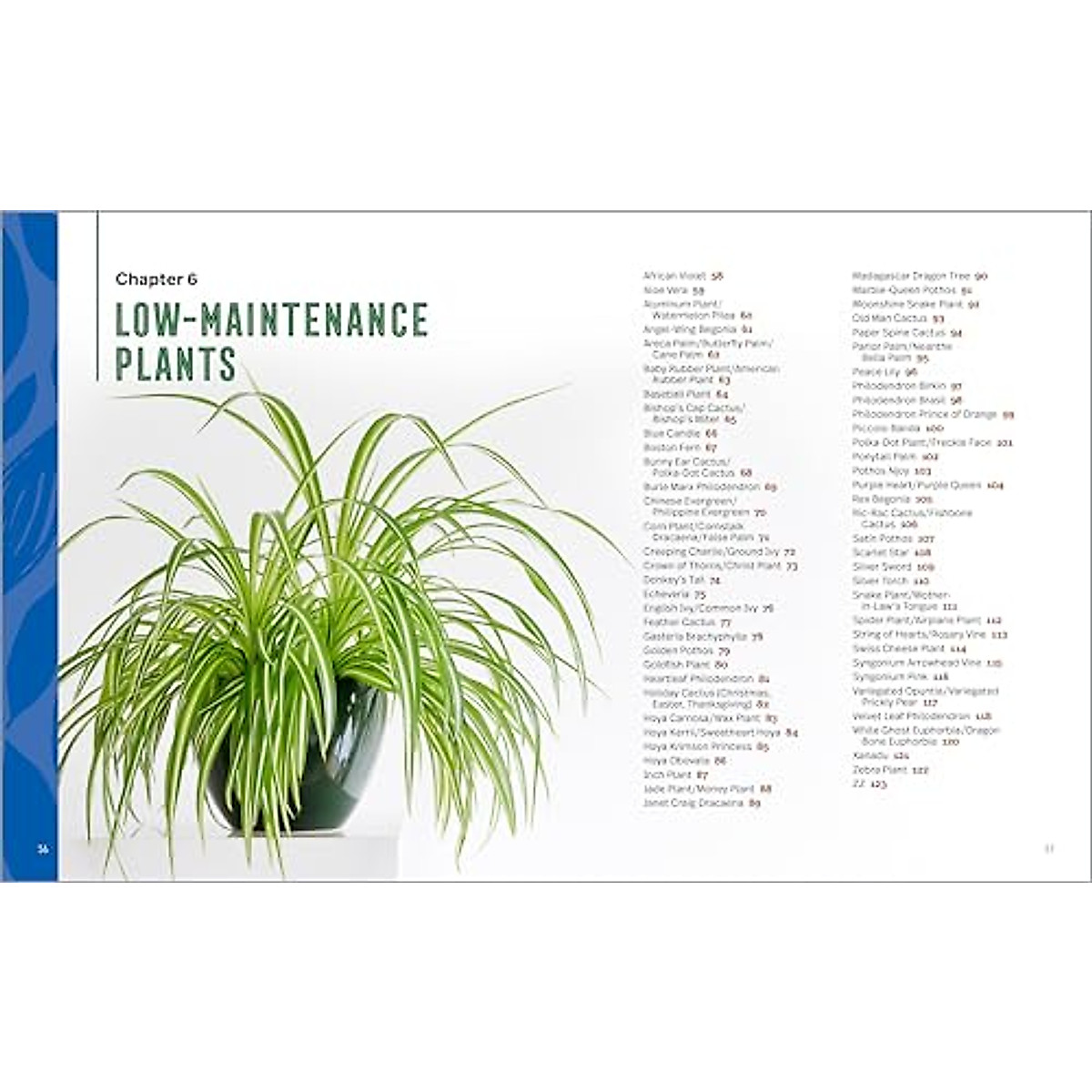 Houseplants for Beginners: A Practical Guide to Choosing, Growing, and Helping Your Plants Thrive