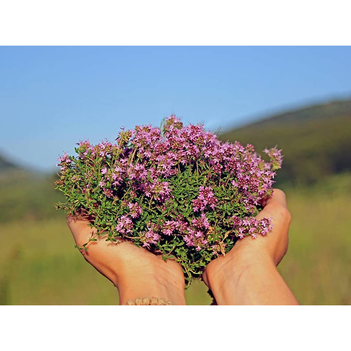 Mix Creeping Thyme Seeds for Planting Ground Cover Plants, Heirloom Non-GMO Thyme, 5 Colors- Individual packag, Easy to Plant and Grow, 1000+