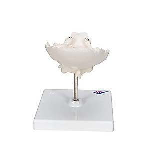 3B Scientific A71/5 Atlas and Axis w/ Occipital Plate on stand - 3B Smart Anatomy