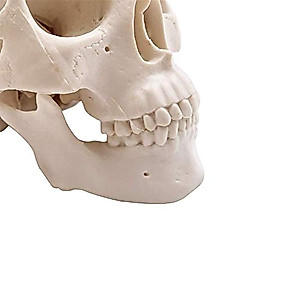 BornTo Edu Mini Skull Model - Small Size Human Medical Anatomical Adult Head Bone for Education