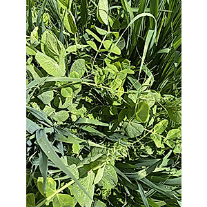Cover Crop Seed Blend by Eretz (5lb) - Choose Size! Willamette Valley, Oregon Grown, Non-GMO, No Fillers, No Weed Seeds.