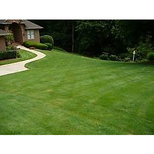 The Dirty Gardener Zenith Zoysia Grass Seed - 1 Pound