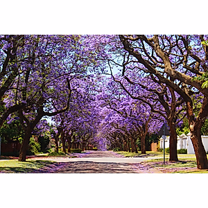 100 Jacaranda Tree Seeds (Jacaranda mimosifolia/Jacaranda acutifolia) - 100 Seeds - Blue Jacaranda Seeds, Black Poui, Nupur Tree - Pack of 100 Rare and Viable Seeds - QO Seeds