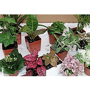 Terrarium & Fairy Garden Plants -3 Plants in 2.5" pots unique-jmbamboo