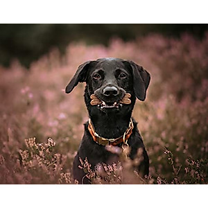 Proden PlaqueOff System Dental Care Bones Turkey & Cranberry Flavor Dental Dog Chew, 17-oz Bag