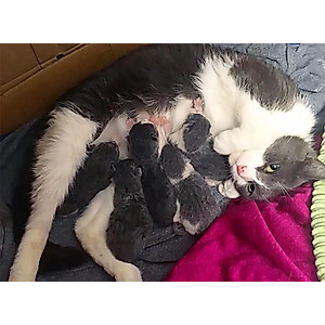 PETTONIC 100 ML. Tonic Pet Booster Liquid Dog Blood Support Iron Supplement for Dogs & Cats Puppies Kitten Food Multi Vitamins Folic B6 B12 Promotes Red Blood Cell, Fast Increasing Energy & Immunity