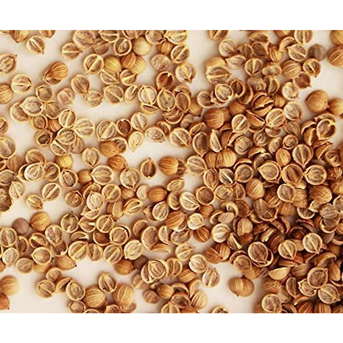 500 Organic Cilantro Seeds for Planting Outdoors or Indoors, Leisure Splits, 4.2 Grams, Giving You The Cilantro Plant You Need, Coriander Seeds, Semilla de Cilantro