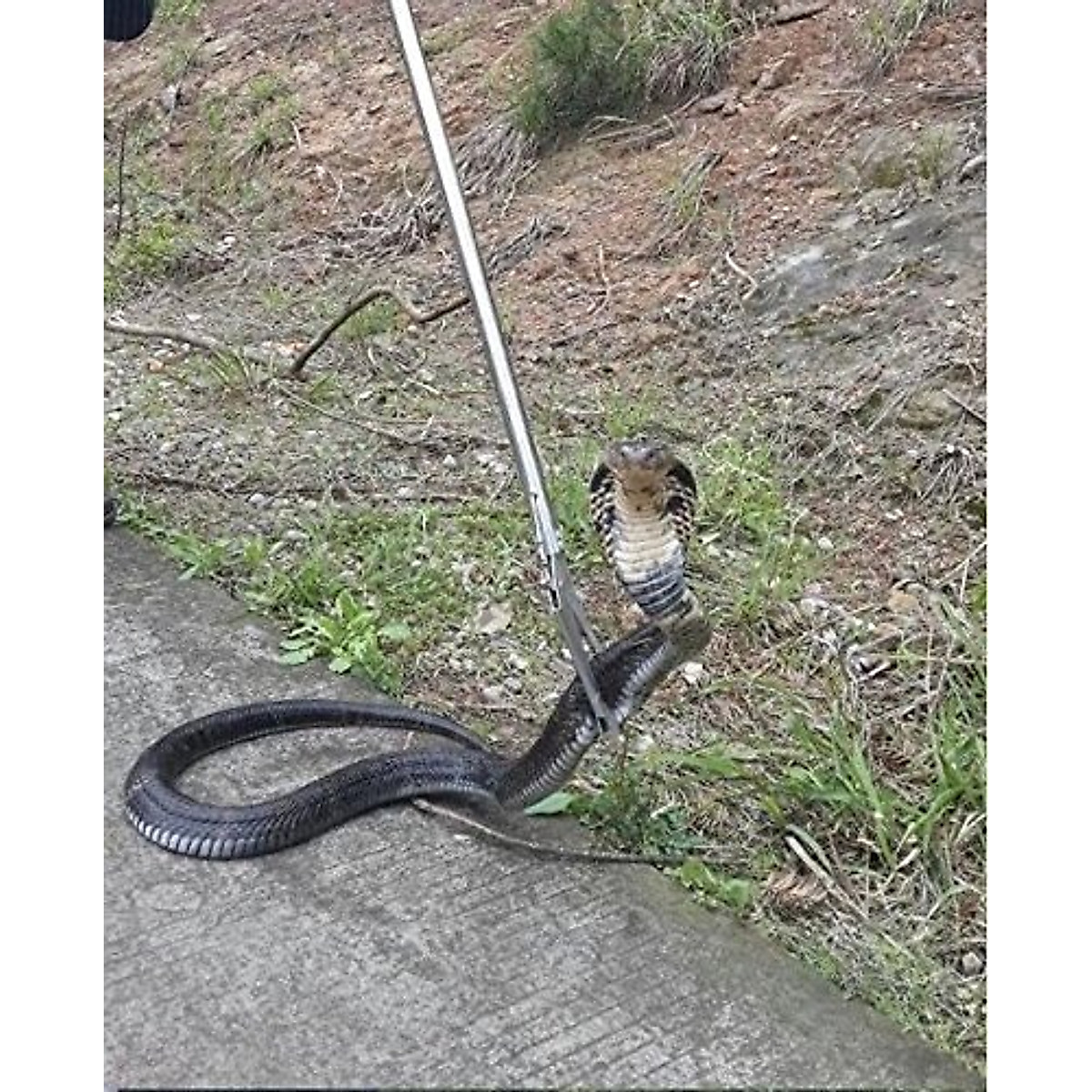 SUNKY - 47 inch Professional Snake Catcher, Collapsible Extra Heavy Duty Reptile Grabber Tongs Stick Rattlesnake Handling Tool Trash Pick Up, Litter Picker with Zigzag Wide Jaw- Stainless Steel