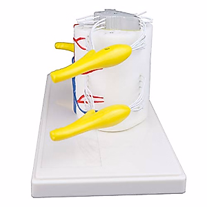 Vision Scientific VAV260 Medical Vertebral & Partial Spinal Cord|5X Life Size|Longitudinally&Cross Section Showing Grey&White Matter|Nerve Branches|Spinal Ganglion & Blood Vessels |Instruction Manual