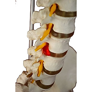 Super Flexible Spine Model with Pelvis and Femur Heads, Life Size, 87cm/34”