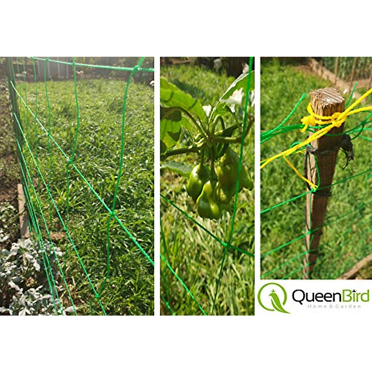 QueenBird Trellis Netting - Heavy Duty Garden Trellis Netting for Climbing Plants - 5.9 Feet X 32.8 Feet -Very Strong Support for Vegetables, Clematis, Cucumber,Tomatoes and Vine Plants