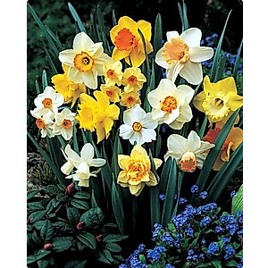 60 Days of Daffodils Mix - 50 Bulbs!! A Random, Colorful Mix of Daffodils!