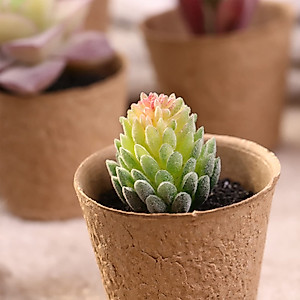 Kisangel 6Pcs Faux Succulents Artificial Simulation Succulents Cactus Artificial Potted Plants Cacti for Home Bonsai Decor Garden Greenery