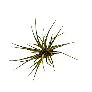 ragnaroc Air Plants - Flowering Tillandsia Stricta Large 5" - 1ct - Live Arrival Guaranteed - House Plants for Home Decor & Gift