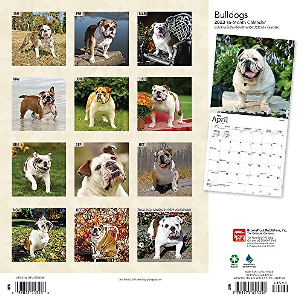Bulldogs | 2023 12 x 24 Inch Monthly Square Wall Calendar | Foil Stamped Cover | BrownTrout | Animals Dog Breeds DogDays